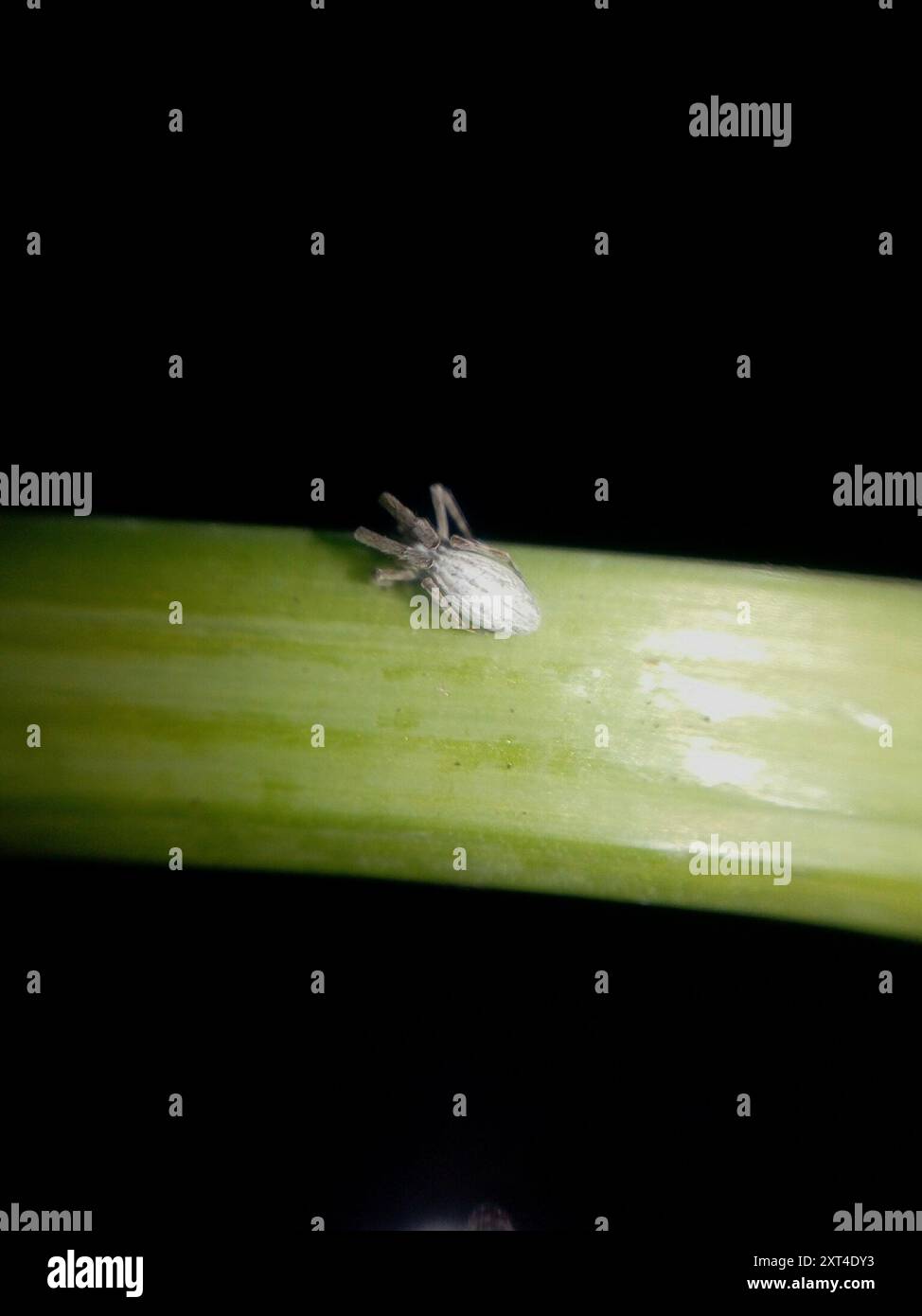 Walckenaer's Feather-legged Spider (Uloborus walckenaerius) Arachnida ...