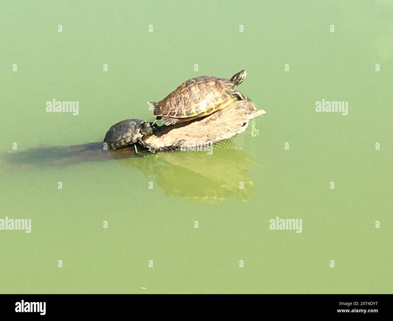 Pond Slider (Trachemys scripta) Reptilia Stock Photo - Alamy