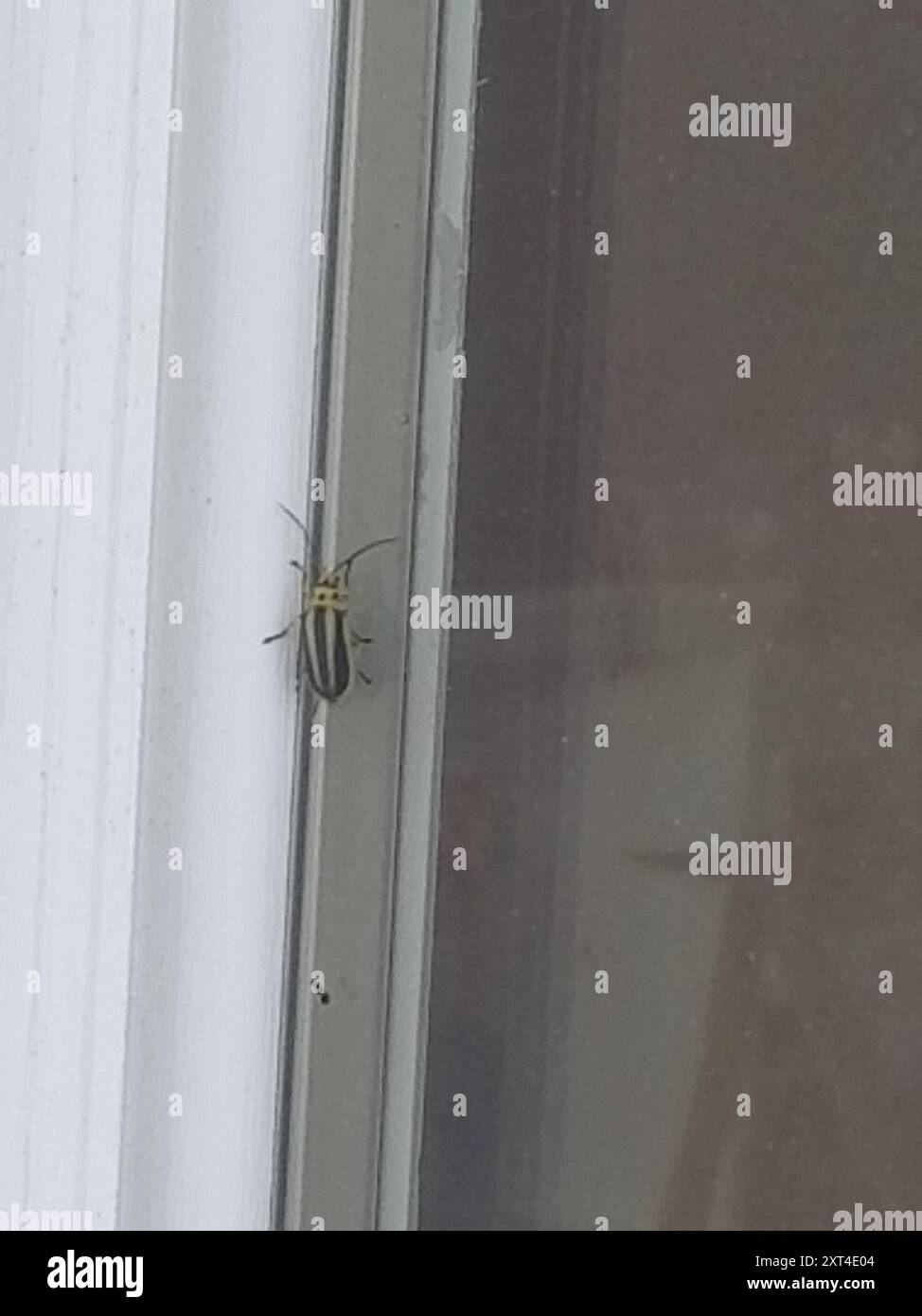 Skeletonizing Leaf and Flea Beetles (Galerucinae) Insecta Stock Photo ...
