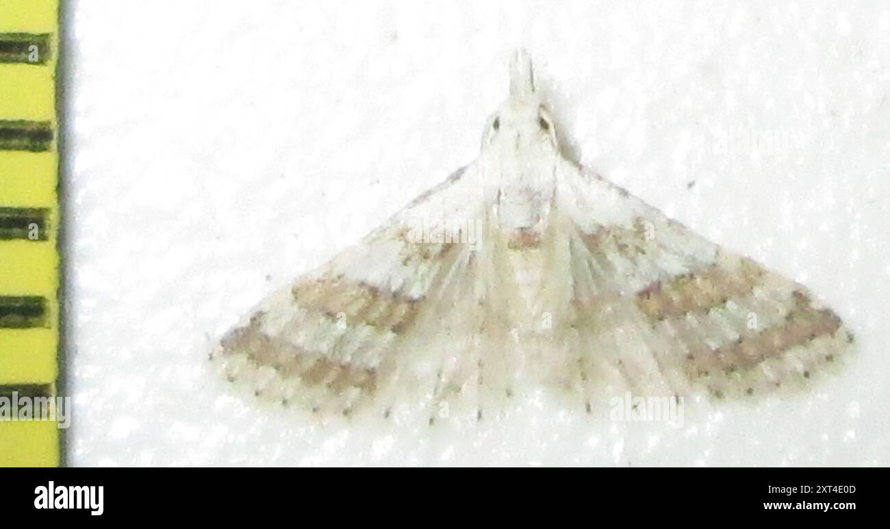 Many plumed moths hi-res stock photography and images - Alamy