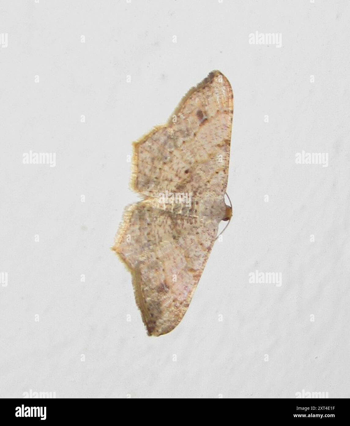 Angle Moths and Allies (Macariini) Insecta Stock Photo - Alamy