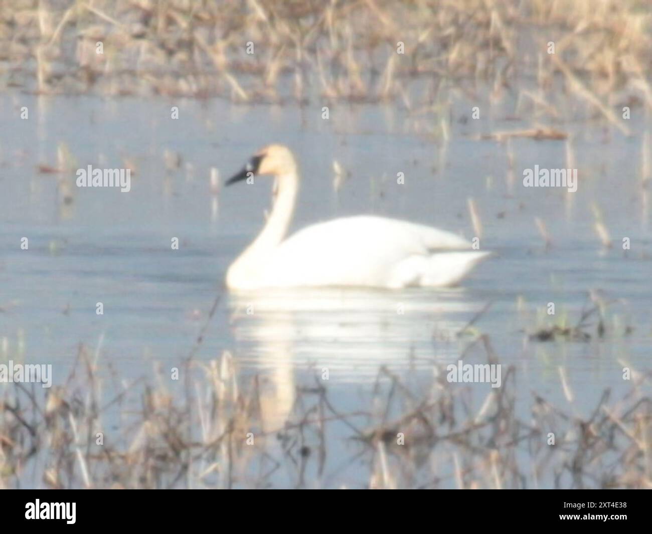 Trumpeter Swan (Cygnus buccinator) Aves Stock Photo - Alamy