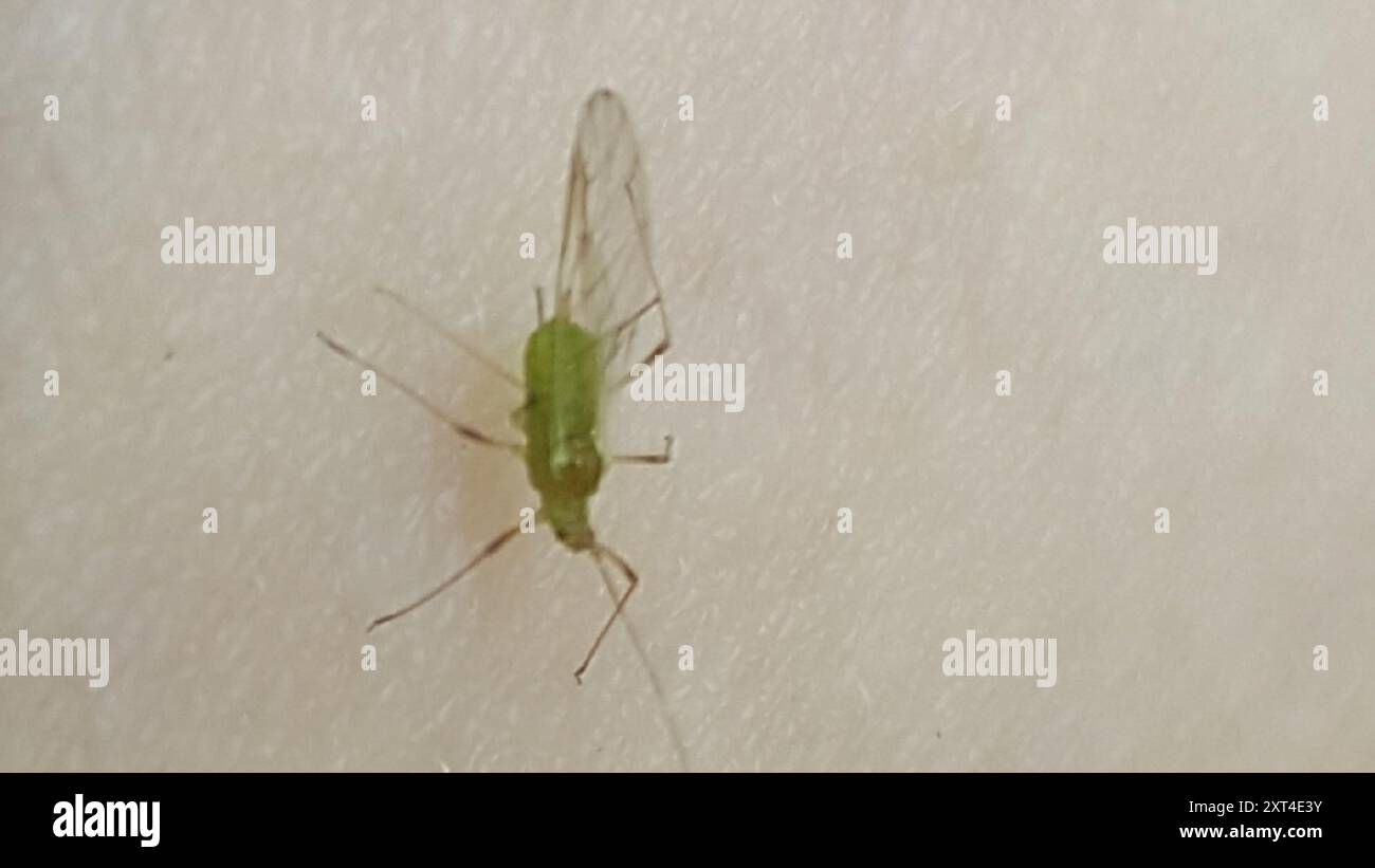 Potato Aphid (Macrosiphum euphorbiae) Insecta Stock Photo - Alamy