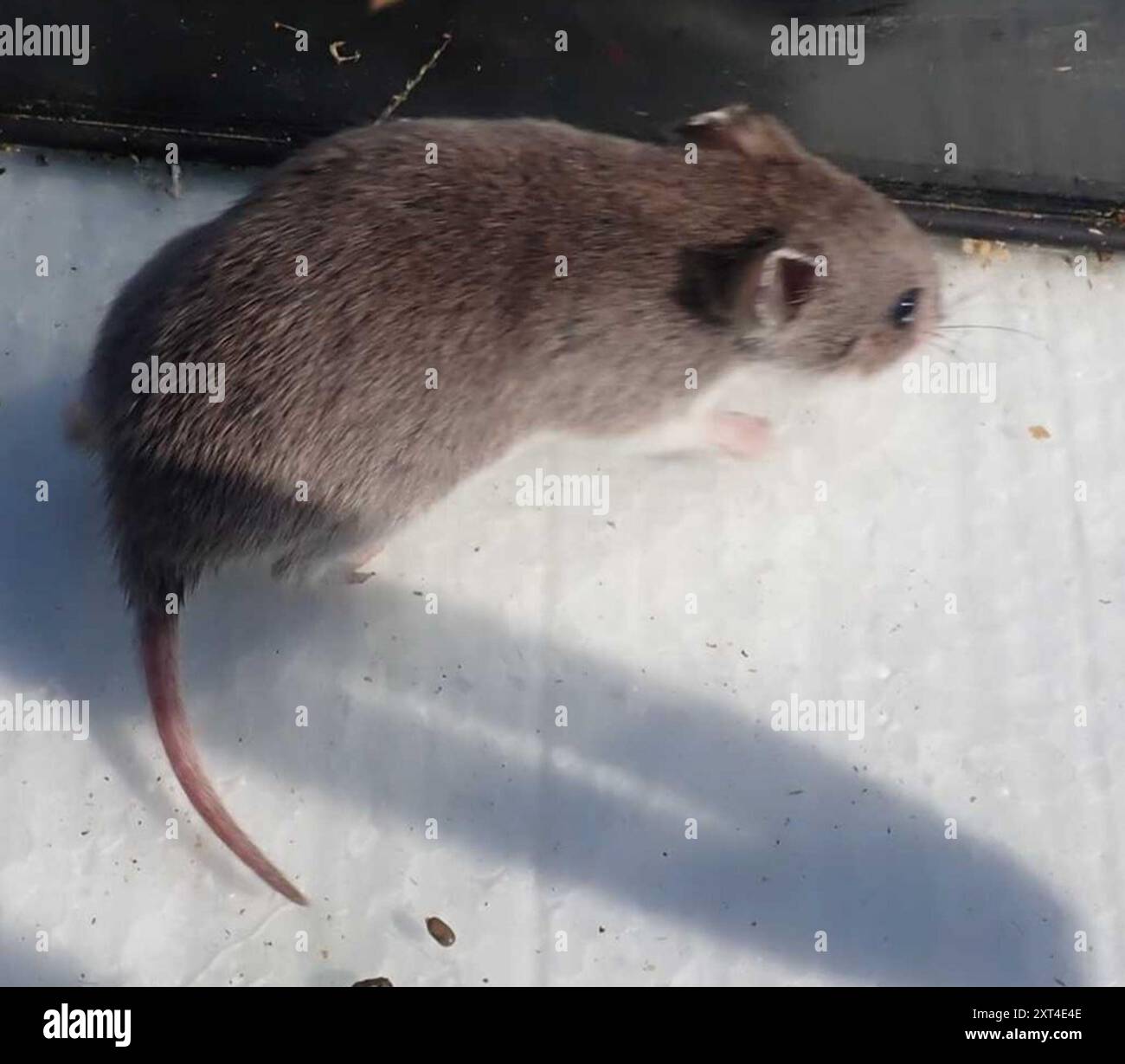 Southern African Pouched Mouse (Saccostomus campestris) Mammalia Stock ...