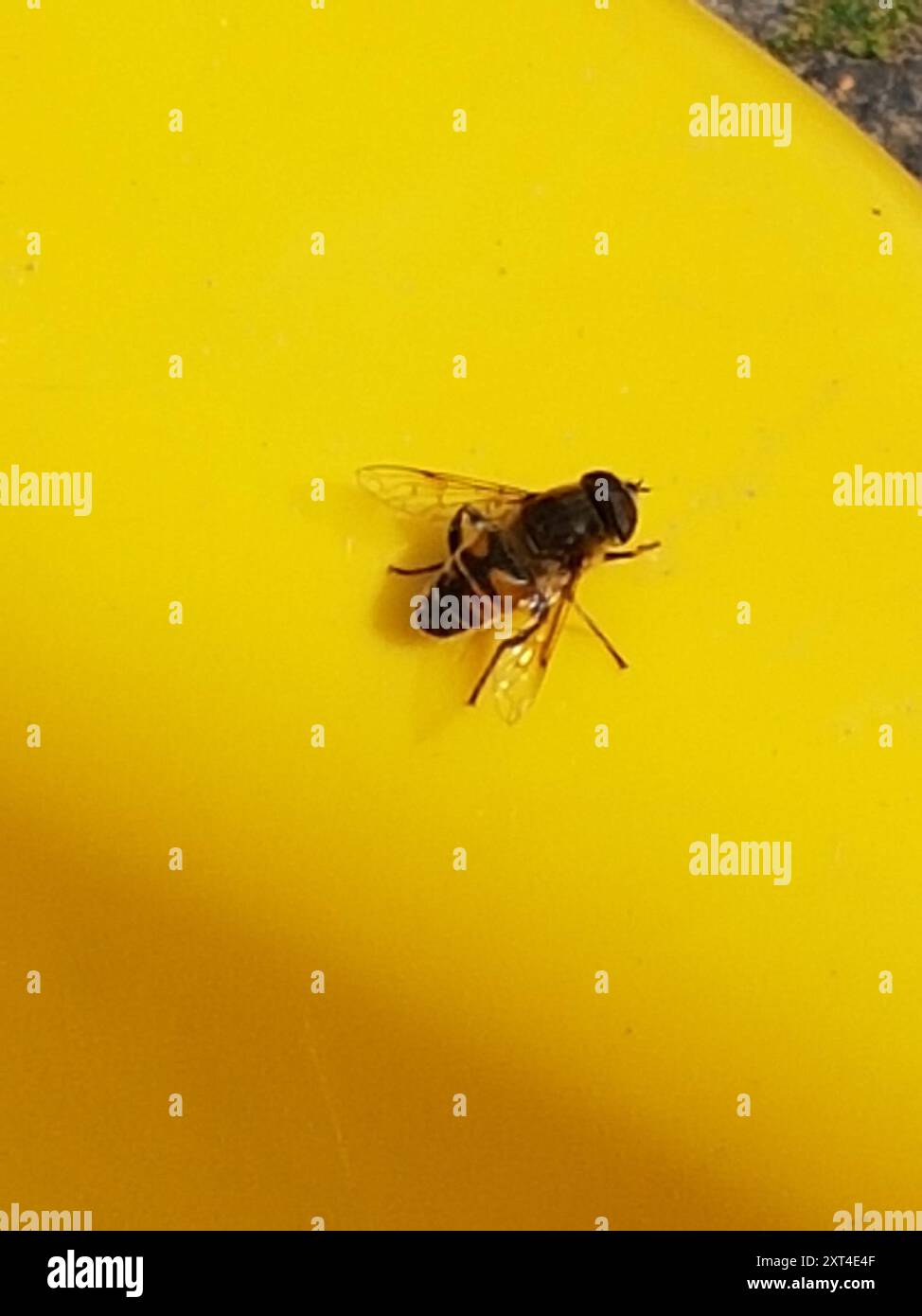Common Drone Fly (Eristalis tenax) Insecta Stock Photo - Alamy