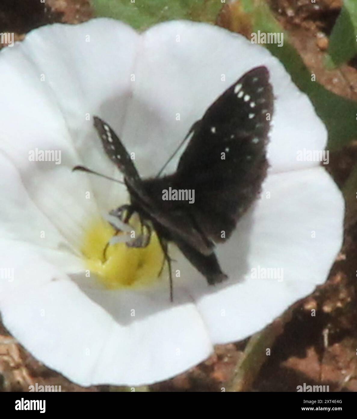 Common Sootywing (Pholisora catullus) Insecta Stock Photo - Alamy