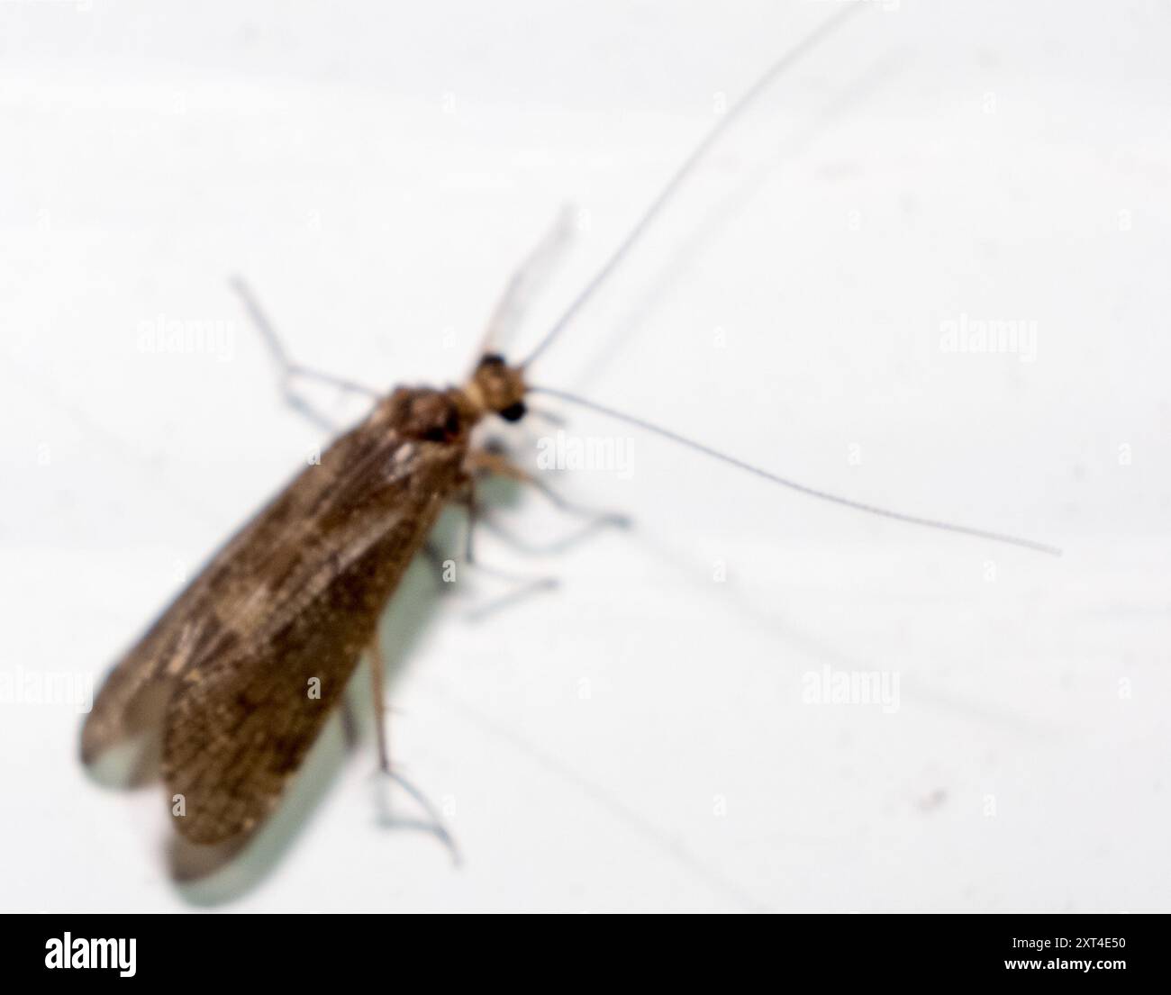 Caddisflies (Trichoptera) Insecta Stock Photo - Alamy