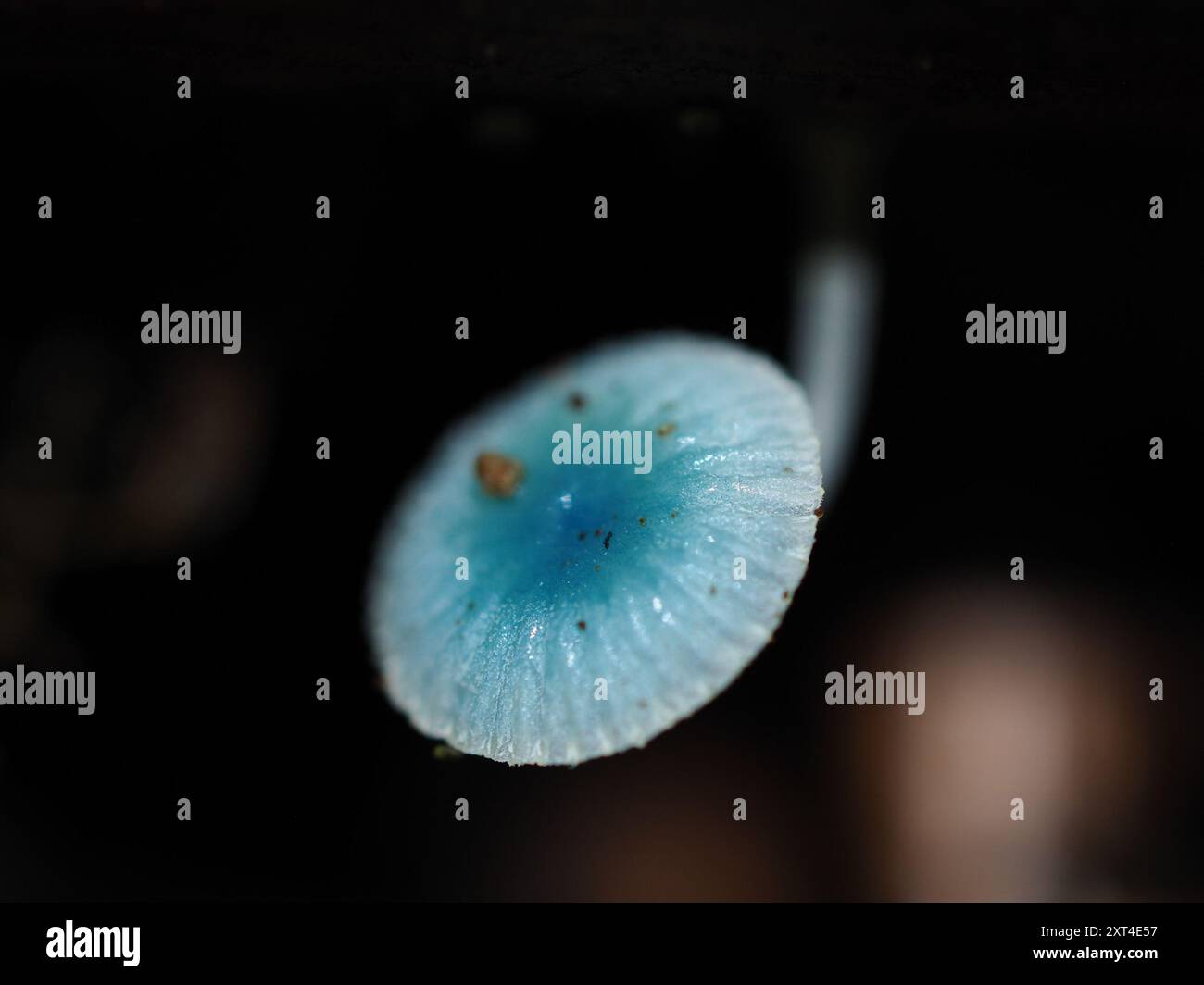 Pixies parasol fungi hi-res stock photography and images - Alamy