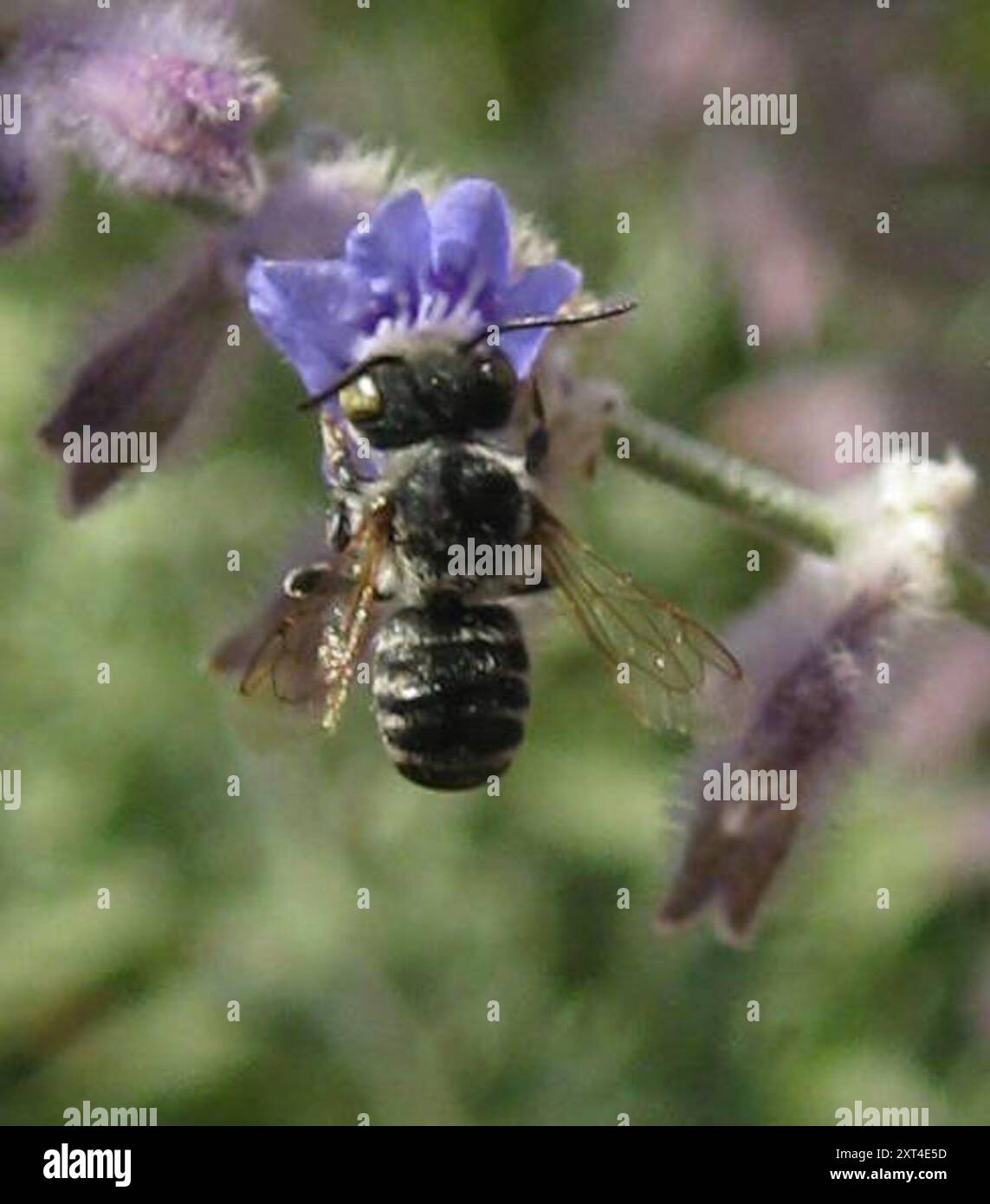 Alfalfa Leafcutter Bee (Megachile rotundata) Insecta Stock Photo - Alamy