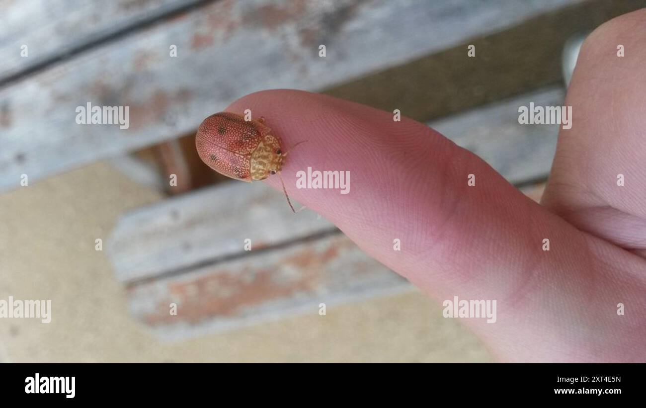 Dotted Paropsine Leaf Beetle (Paropsis atomaria) Insecta Stock Photo ...