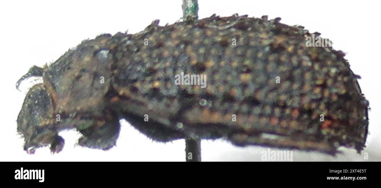 Eastern Highland Keratin Beetle (Phoberus lilianae) Insecta Stock Photo ...