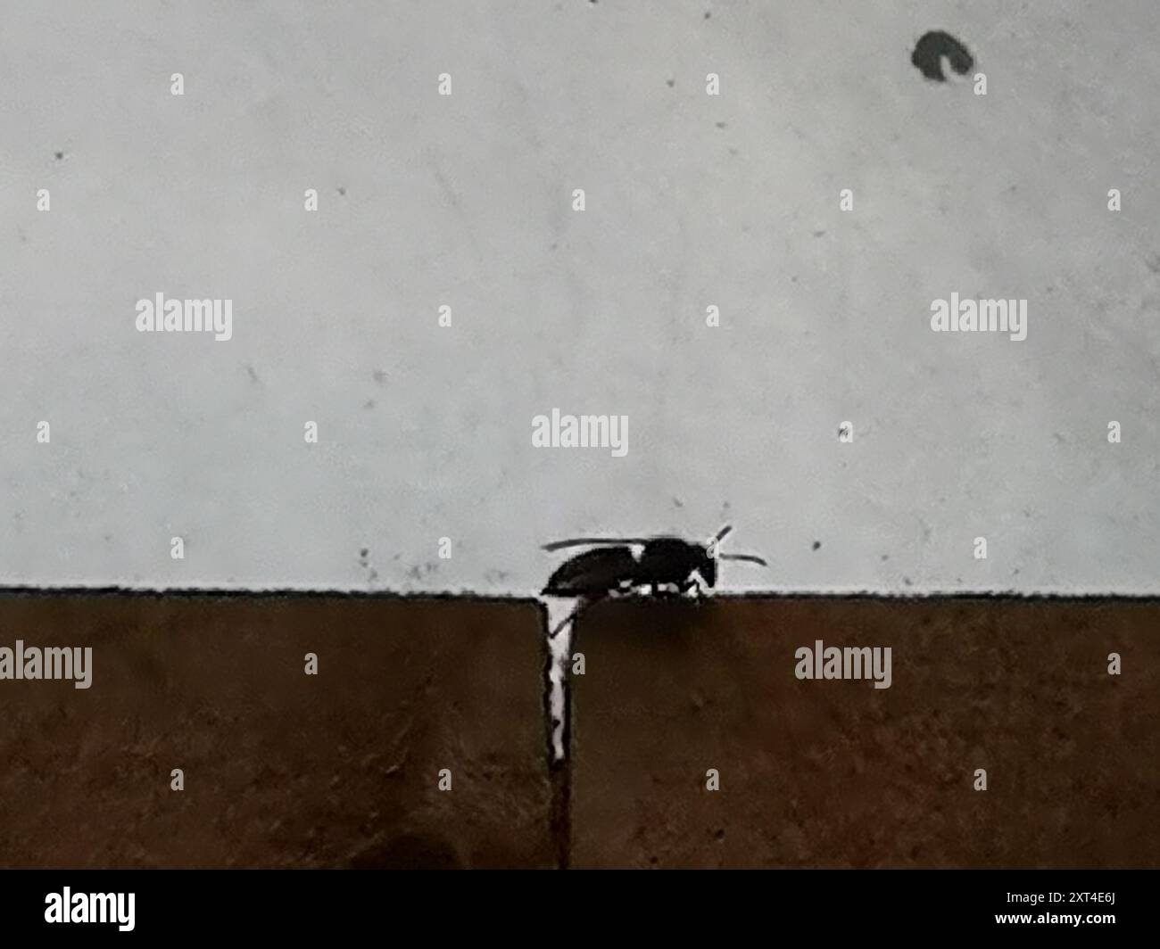 Hornets (Vespa) Insecta Stock Photo - Alamy