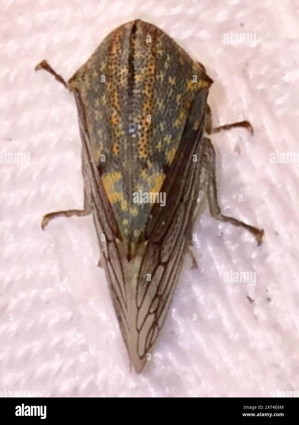 Oak Treehopper (Platycotis vittata) Insecta Stock Photo - Alamy