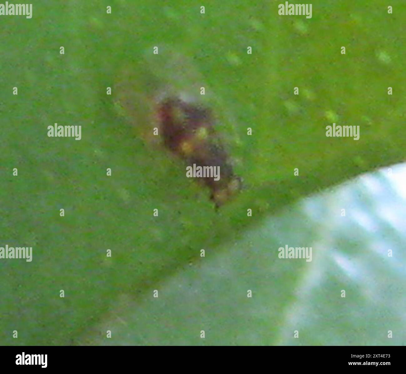 Barklice, Booklice, and Parasitic Lice (Psocodea) Insecta Stock Photo ...