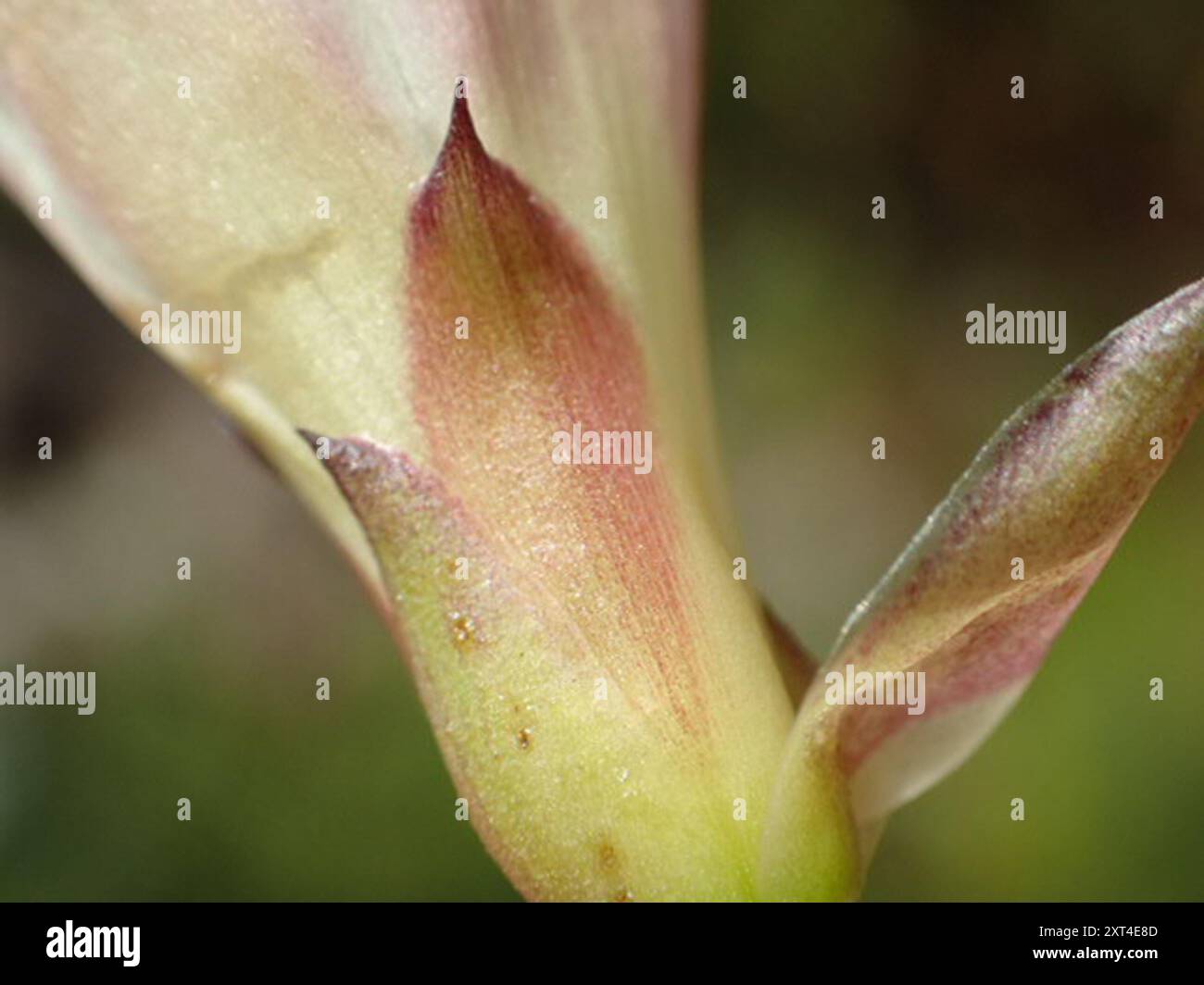 Pacific false bindweed (Calystegia purpurata purpurata) Plantae Stock ...