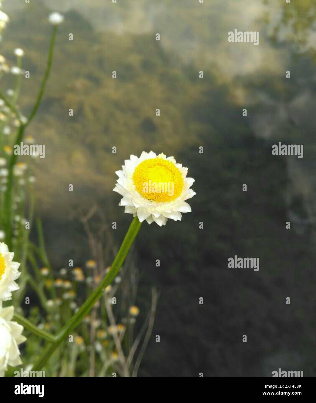 Winged Everlasting Daisy (Ammobium alatum) Plantae Stock Photo - Alamy