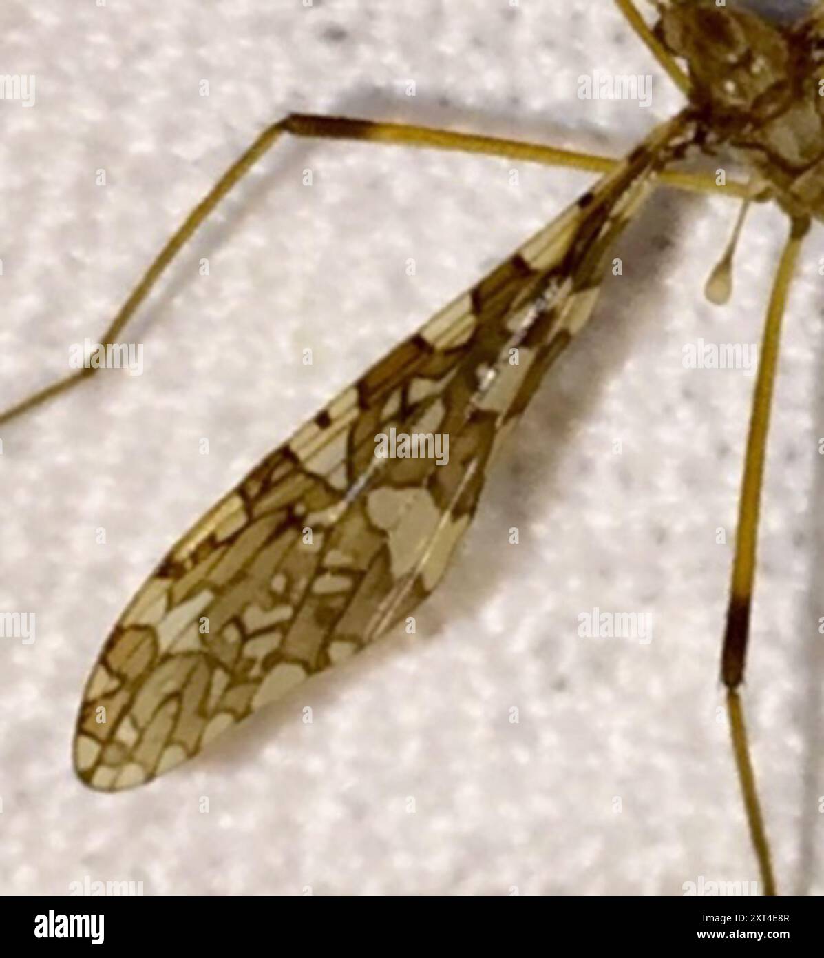Band-winged Crane Fly (Epiphragma fasciapenne) Insecta Stock Photo - Alamy