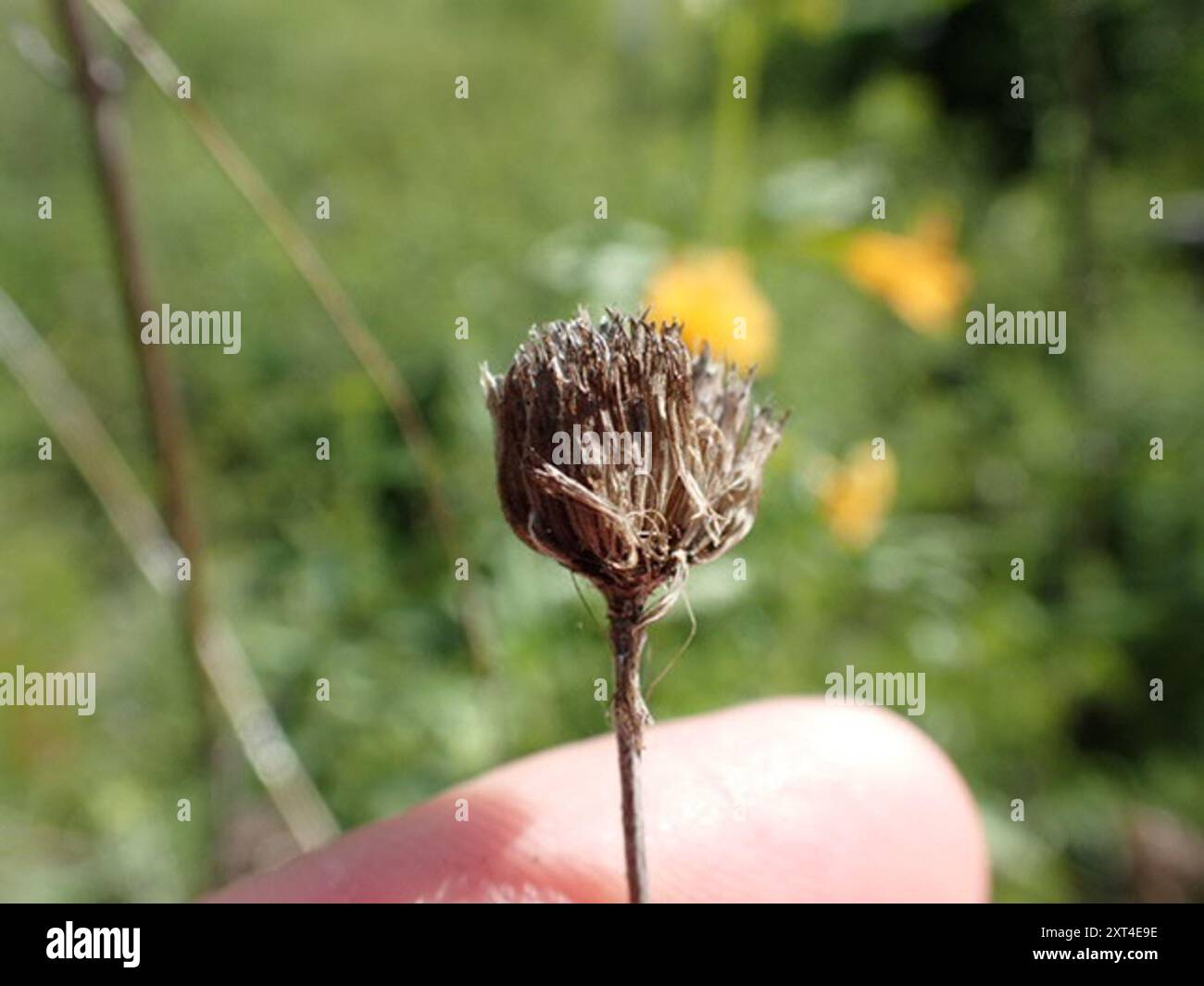green monardella (Monardella viridis) Plantae Stock Photo - Alamy