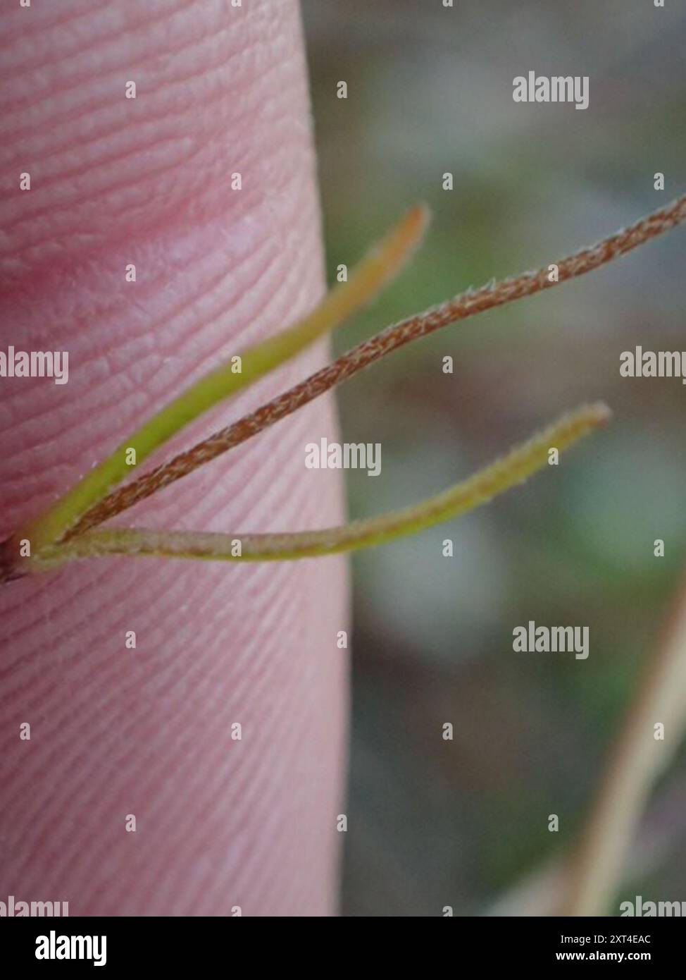 california goldfields (Lasthenia californica californica) Plantae Stock ...