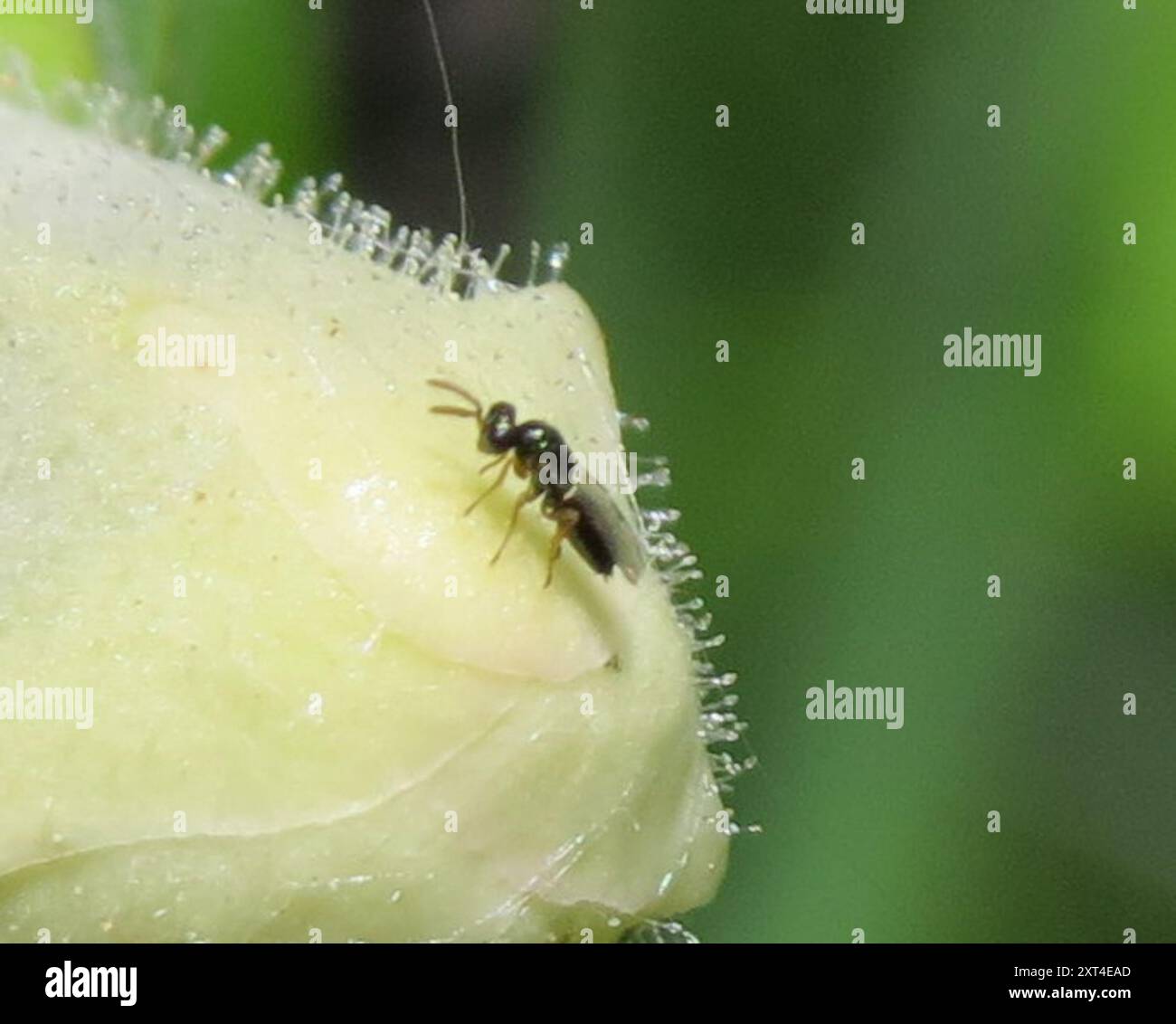 Chalcidoid Wasps (Chalcidoidea) Insecta Stock Photo - Alamy