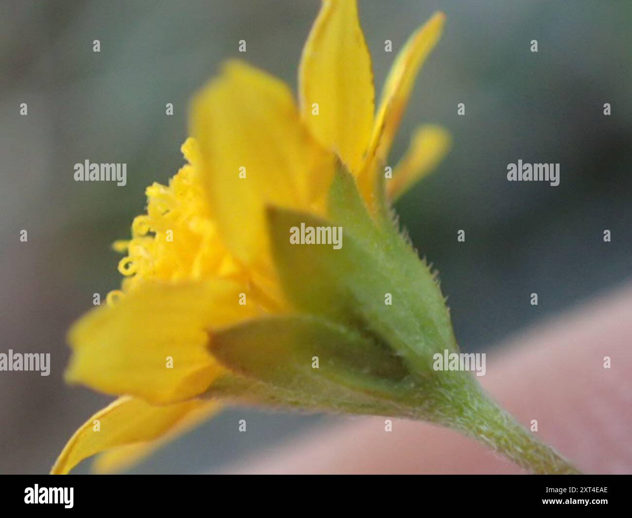 california goldfields (Lasthenia californica californica) Plantae Stock ...