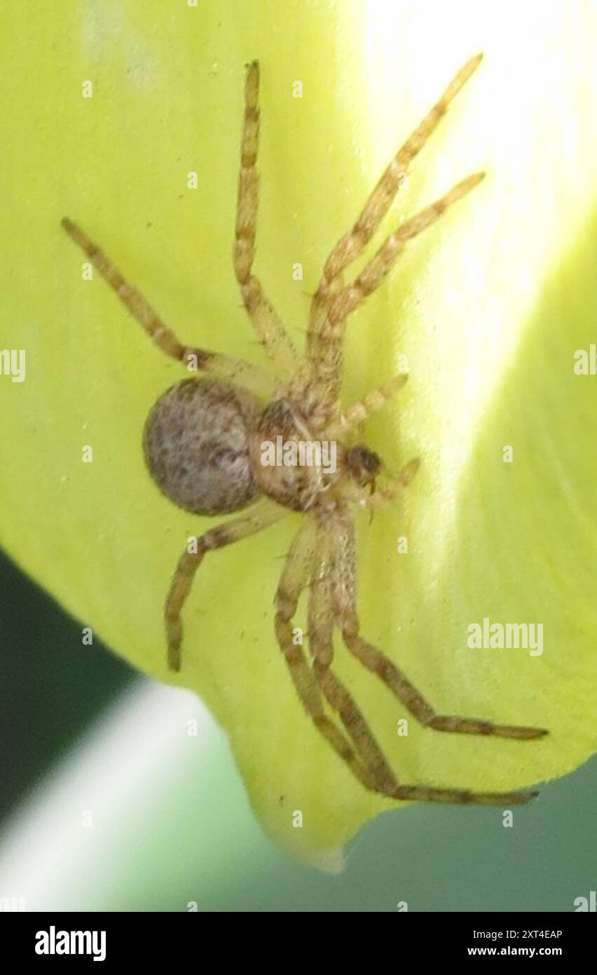 Running Crab Spiders (Philodromus) Arachnida Stock Photo - Alamy