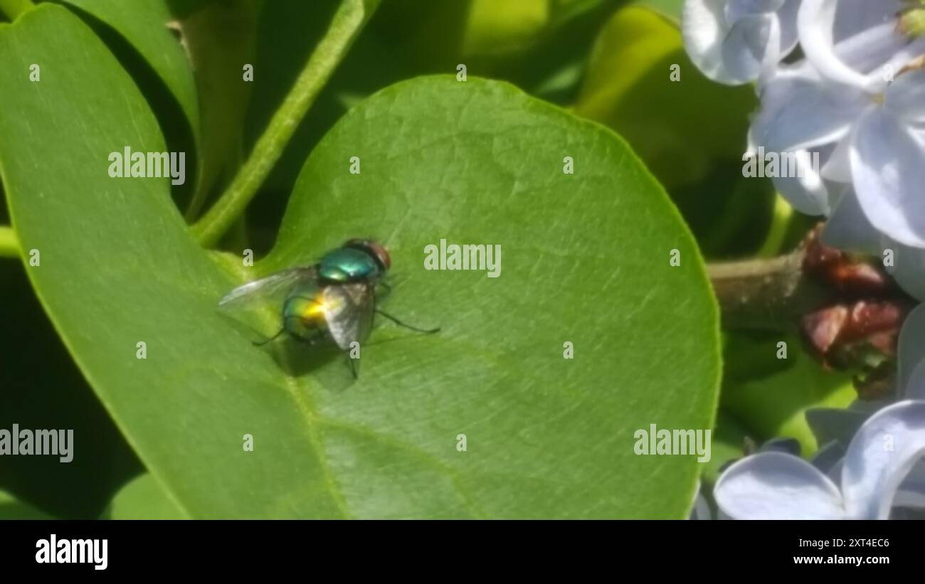 Greenbottle Flies (Lucilia) Insecta Stock Photo - Alamy