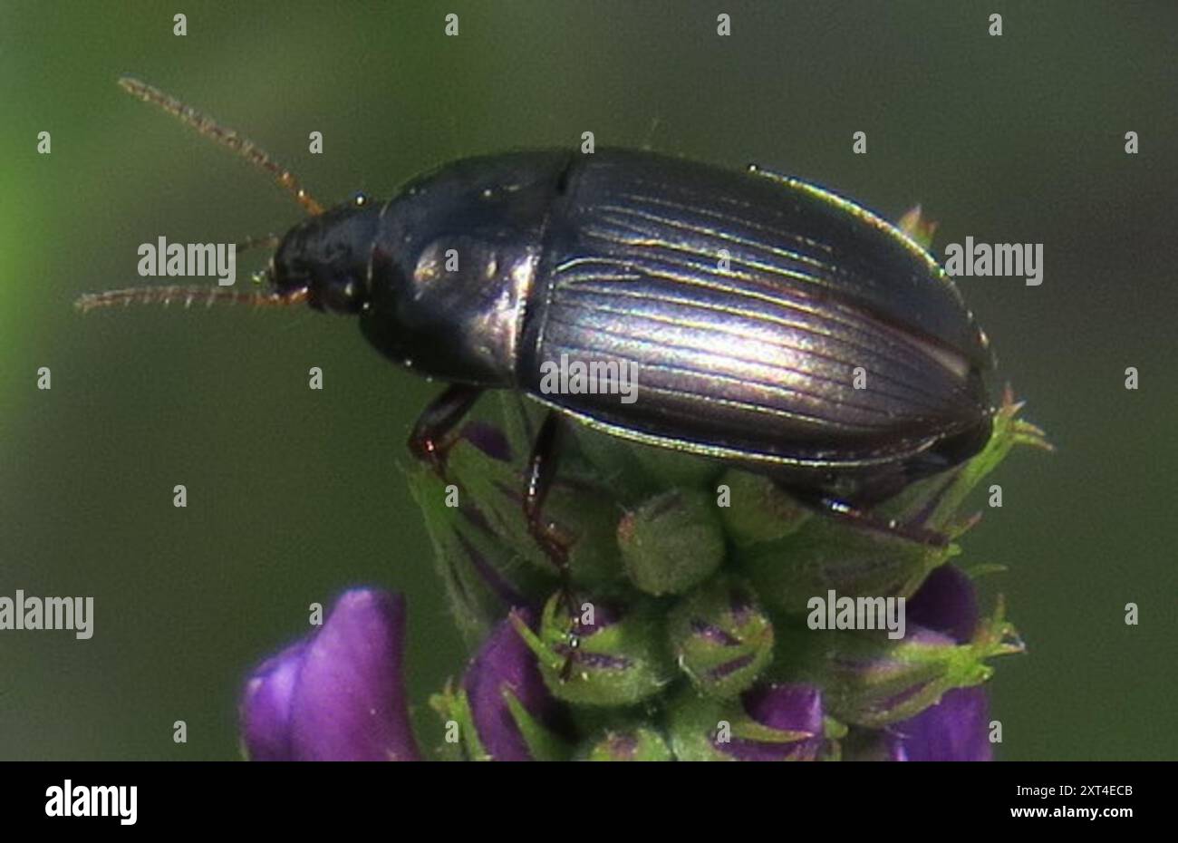 Sun Beetles (Amara) Insecta Stock Photo - Alamy