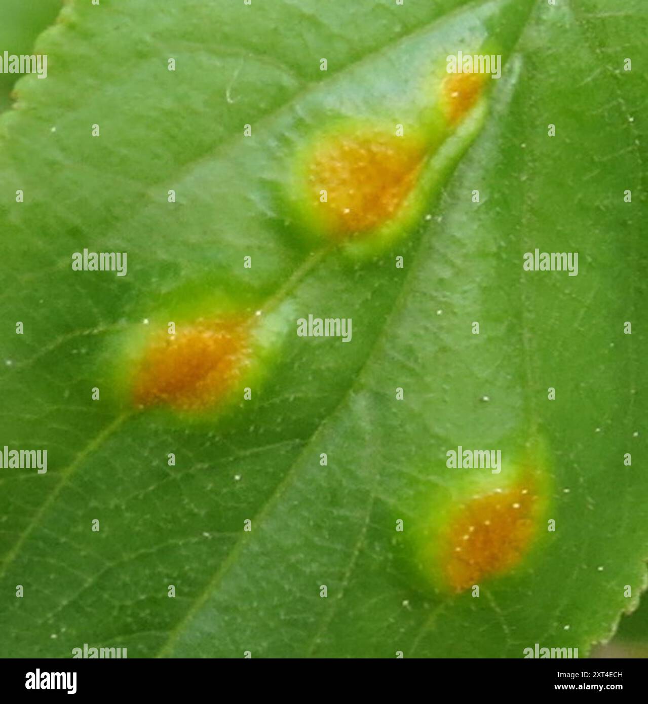 Crown Rust (Puccinia coronata) Fungi Stock Photo - Alamy