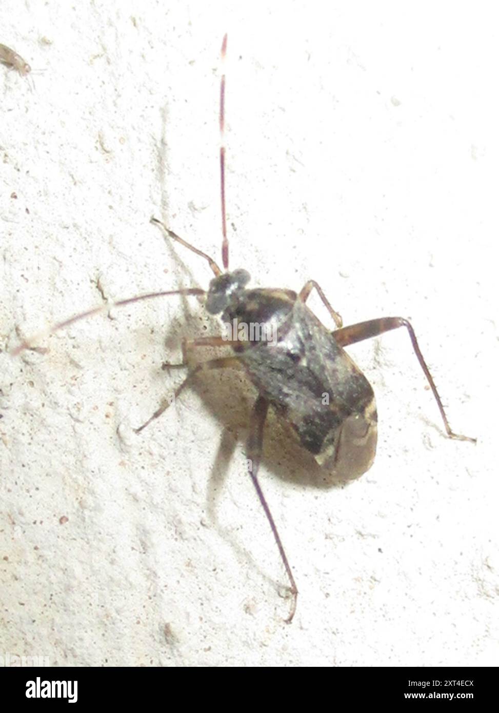 Plant Bugs (Miridae) Insecta Stock Photo - Alamy