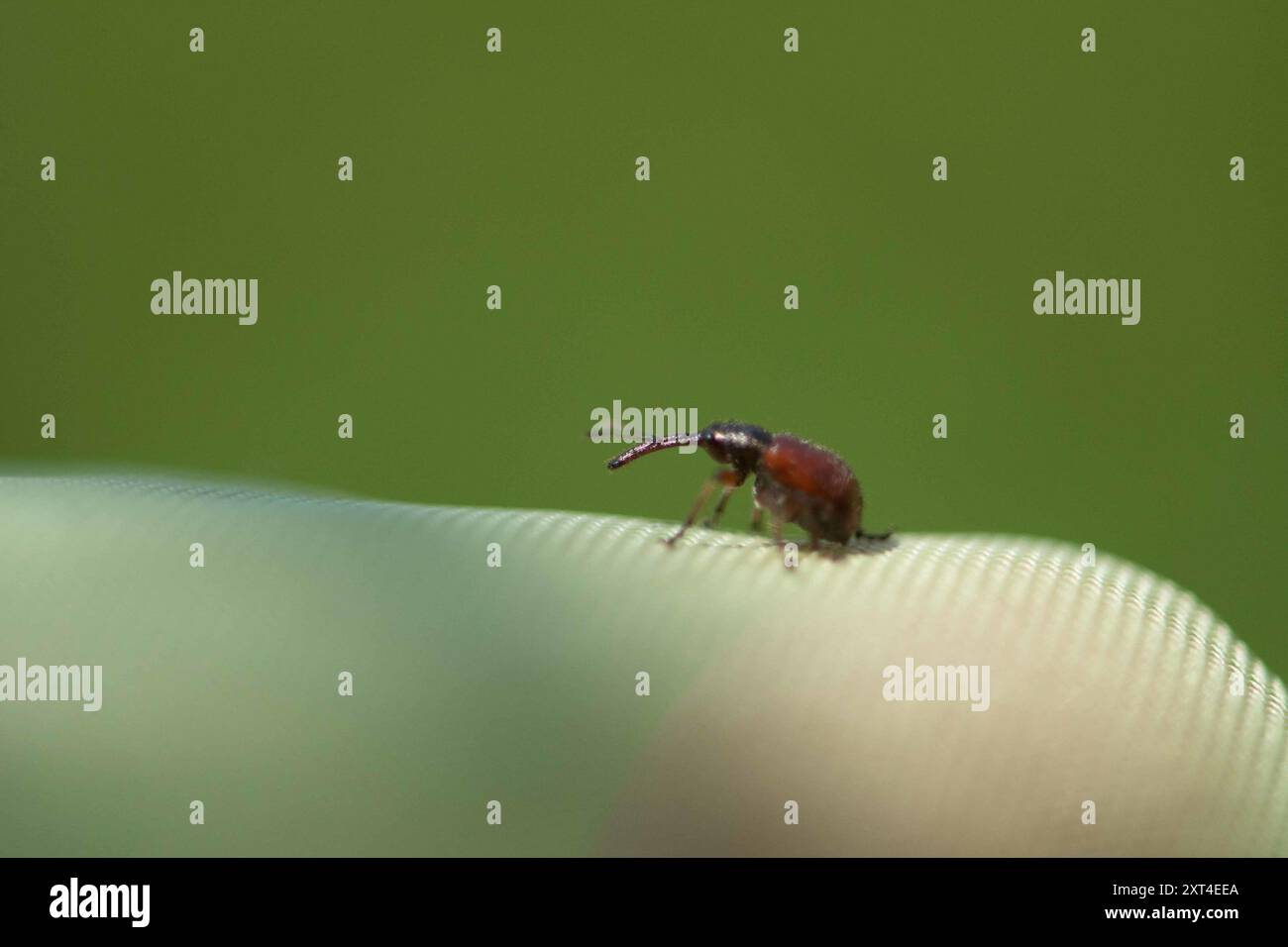 Apple Fruit Weevil (Tatianaerhynchites aequatus) Insecta Stock Photo ...