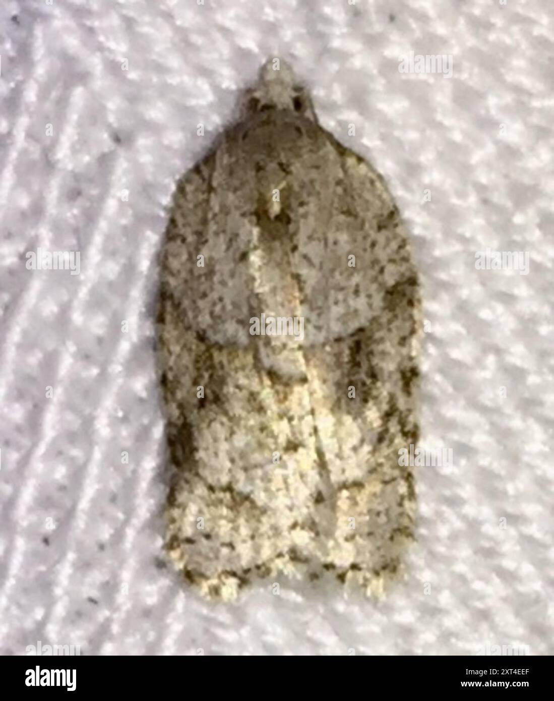 North American Black-headed Birch Leaffolder Moth (Acleris placidana ...