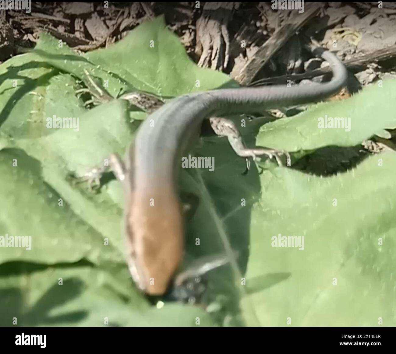 Pale-flecked Garden Sunskink (Lampropholis guichenoti) Reptilia Stock ...