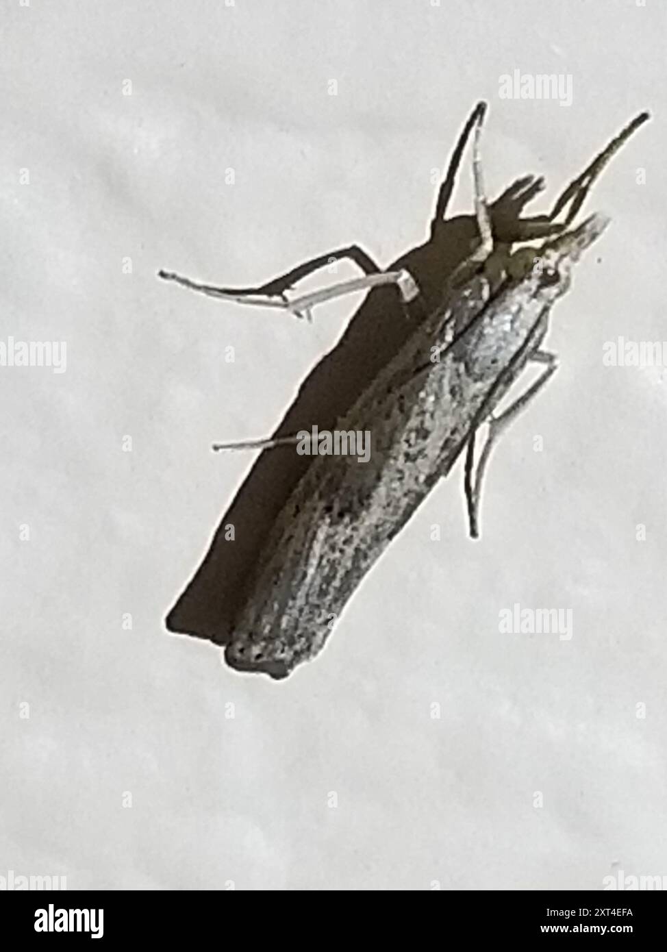 Bluegrass Webworm Moth (Parapediasia teterrellus) Insecta Stock Photo ...