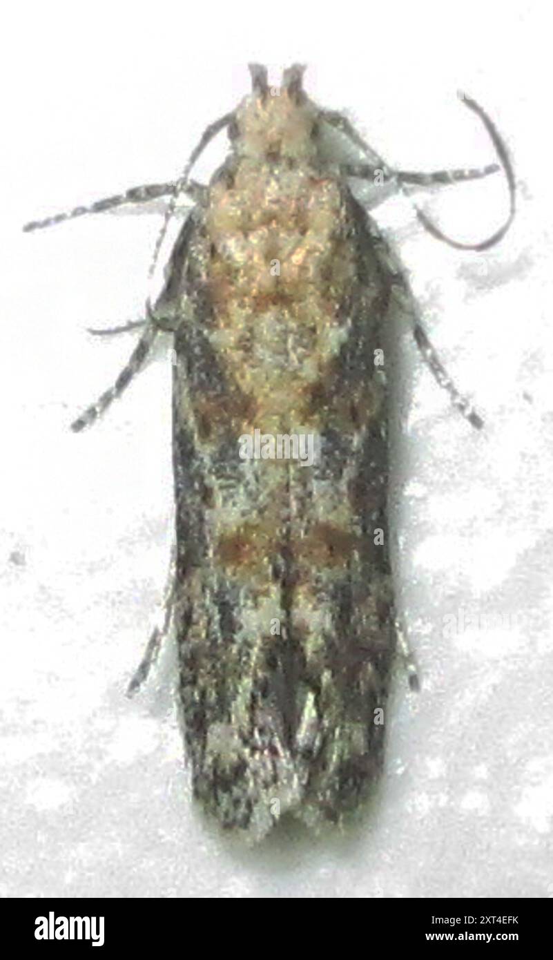 Curved-horn Moths (Gelechioidea) Insecta Stock Photo - Alamy