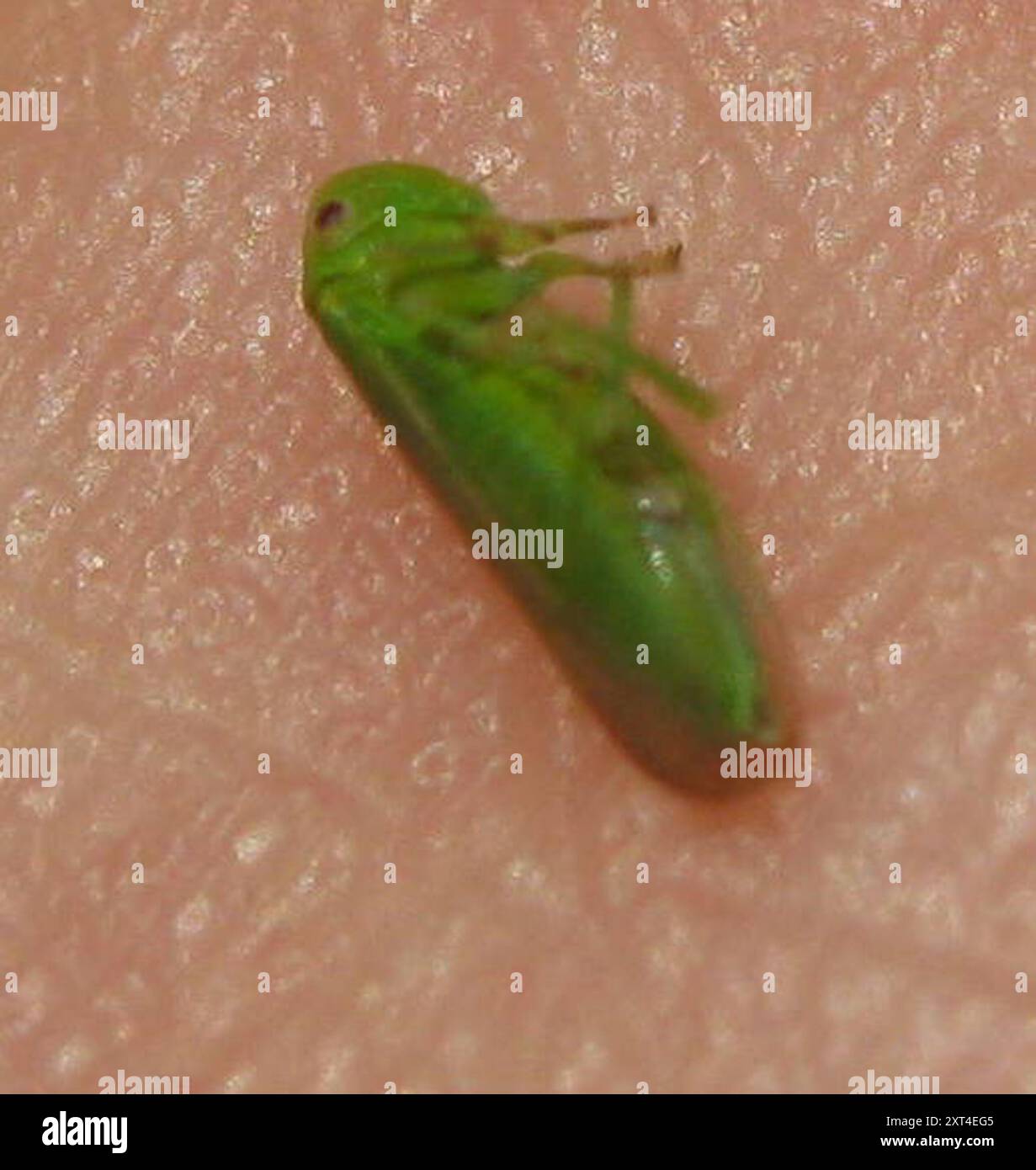 Macropsis hi-res stock photography and images - Alamy
