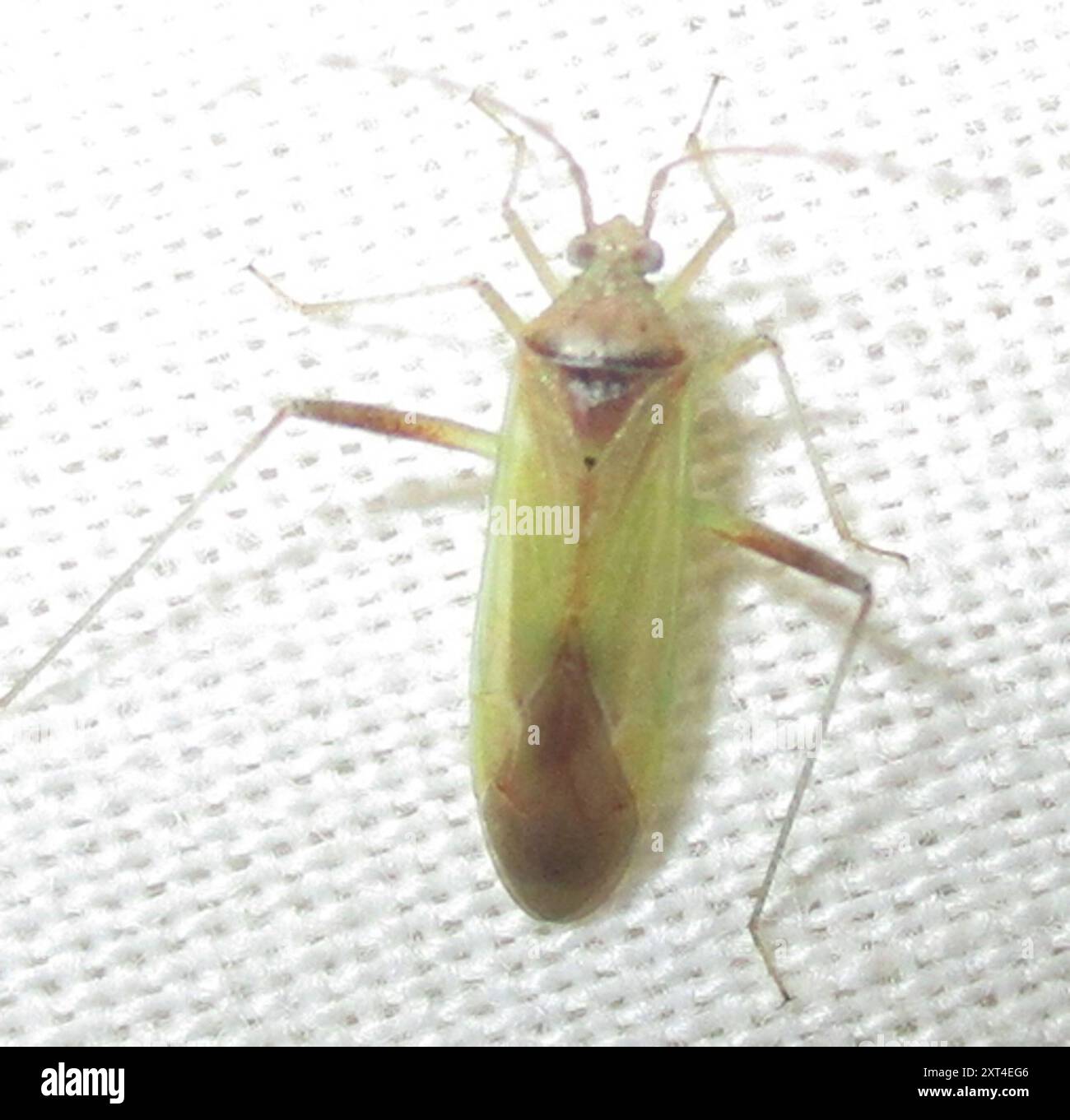 Plant Bugs (Miridae) Insecta Stock Photo - Alamy