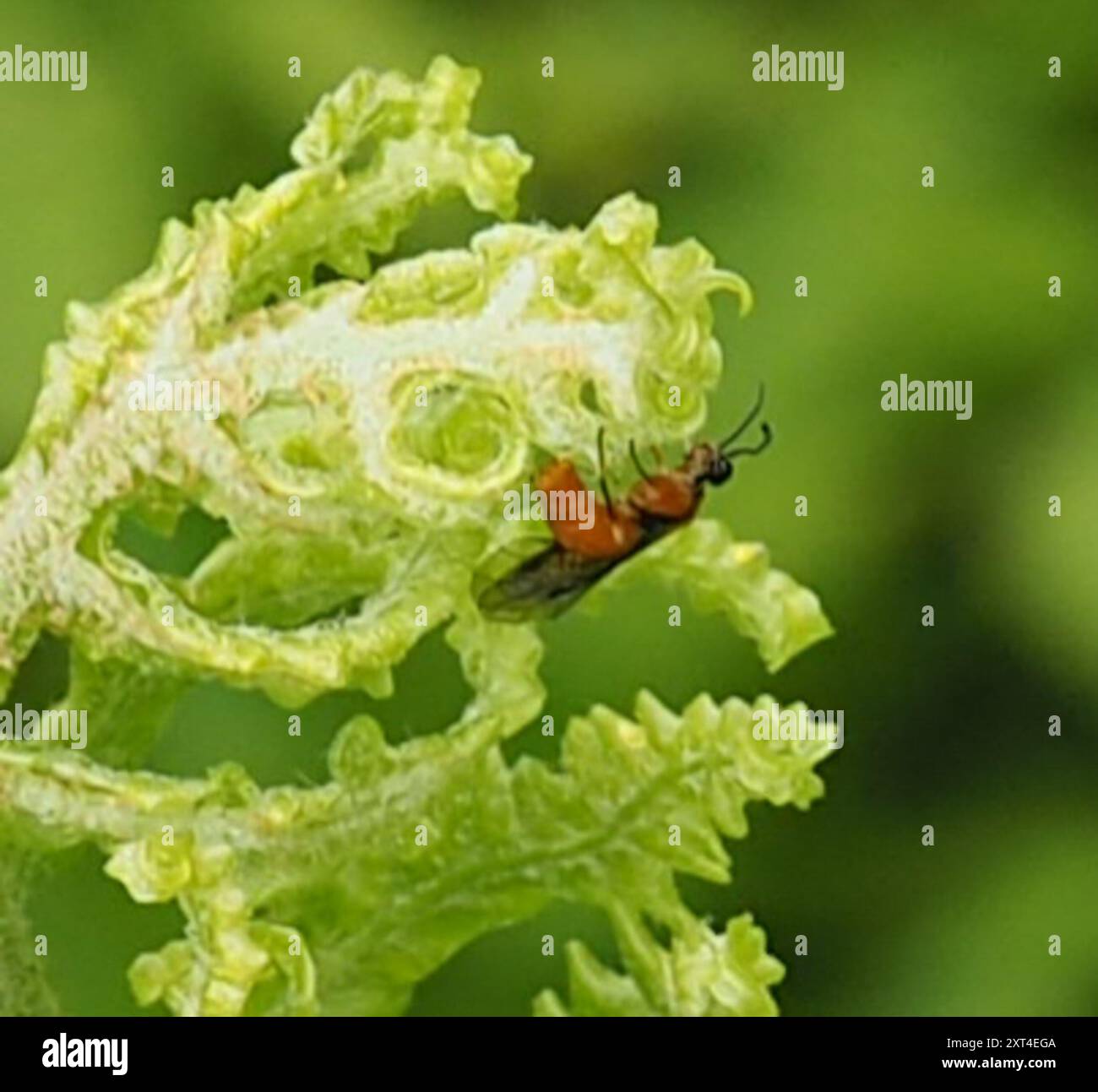 Common Sawflies (Tenthredinidae) Insecta Stock Photo - Alamy