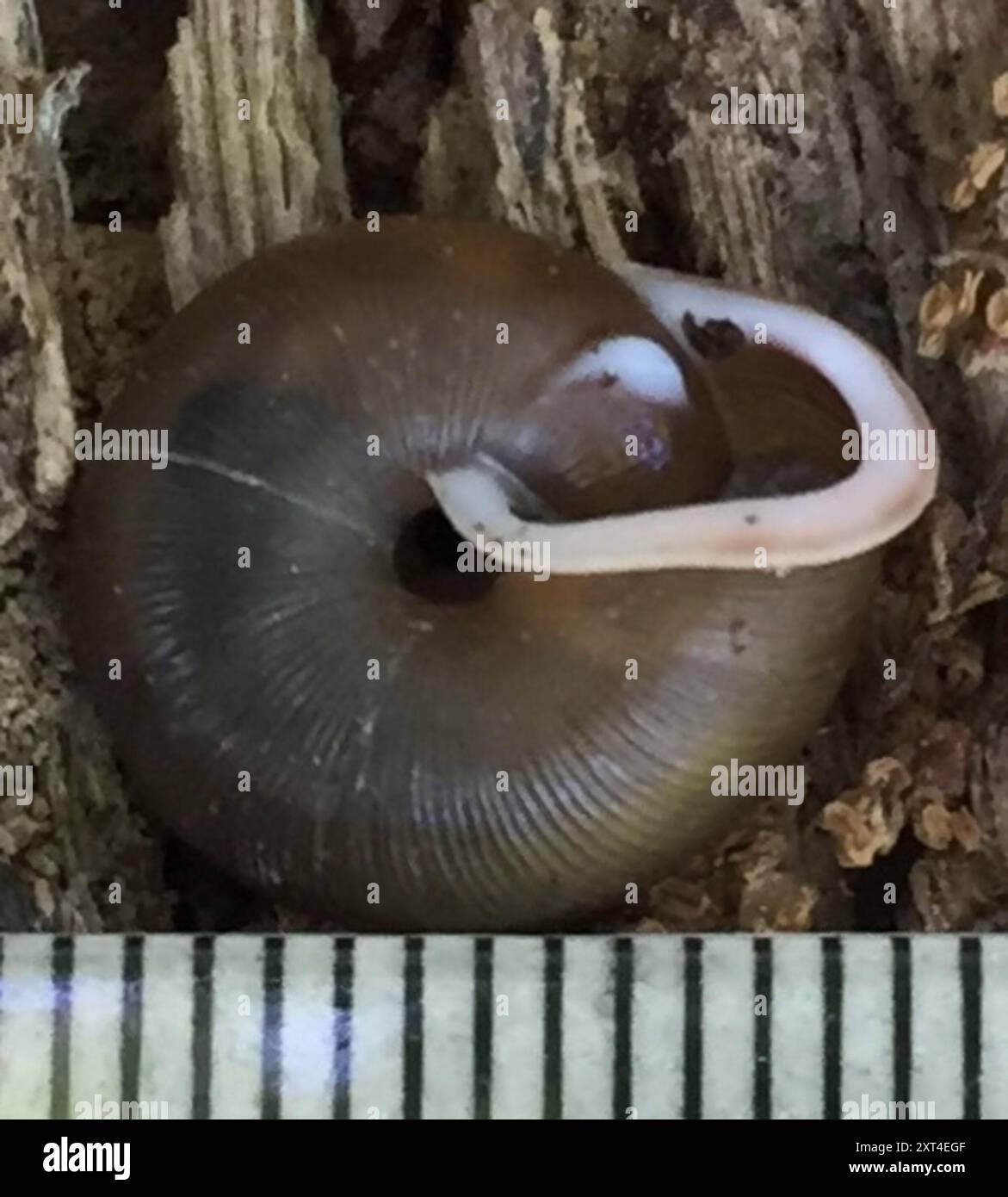 White-lip Globe Snail (Mesodon thyroidus) Mollusca Stock Photo - Alamy