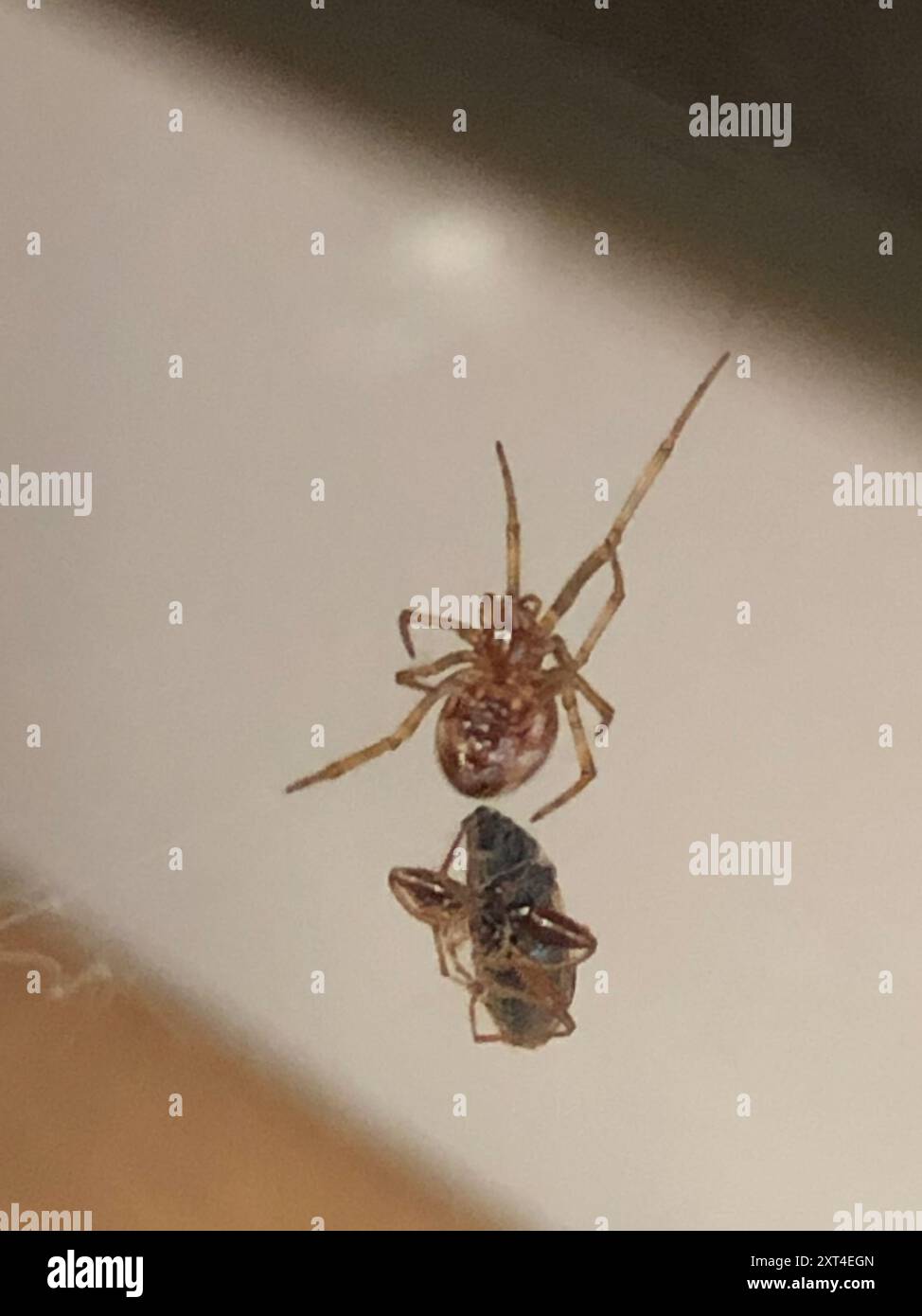 Comb-footed Spiders (Theridiidae) Arachnida Stock Photo - Alamy