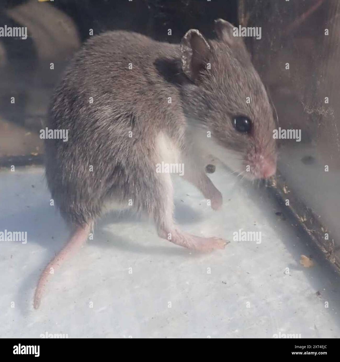 Southern African Pouched Mouse (Saccostomus campestris) Mammalia Stock ...