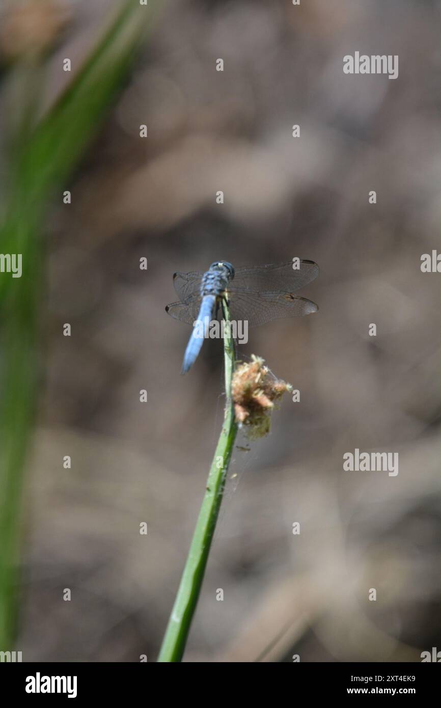 Blue Dasher (Pachydiplax longipennis) Insecta Stock Photo - Alamy