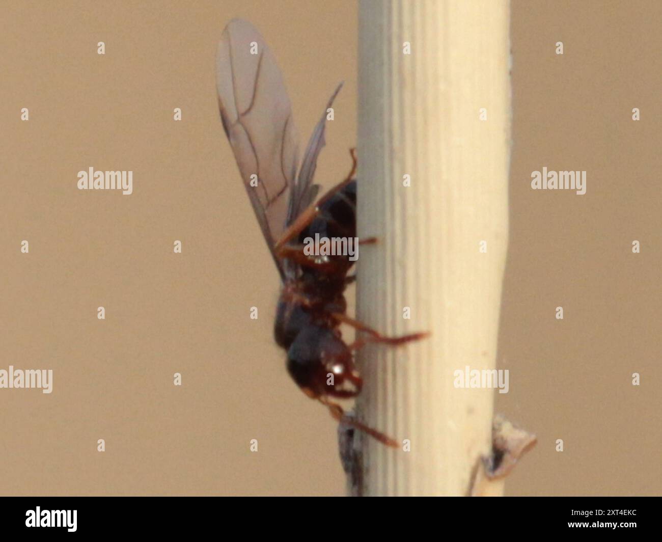 Common Citronella Ant (Lasius claviger) Insecta Stock Photo - Alamy