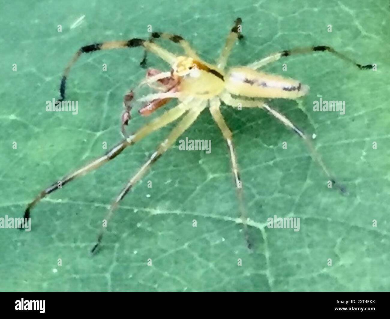 Magnolia Green Jumping Spider (Lyssomanes viridis) Arachnida Stock ...