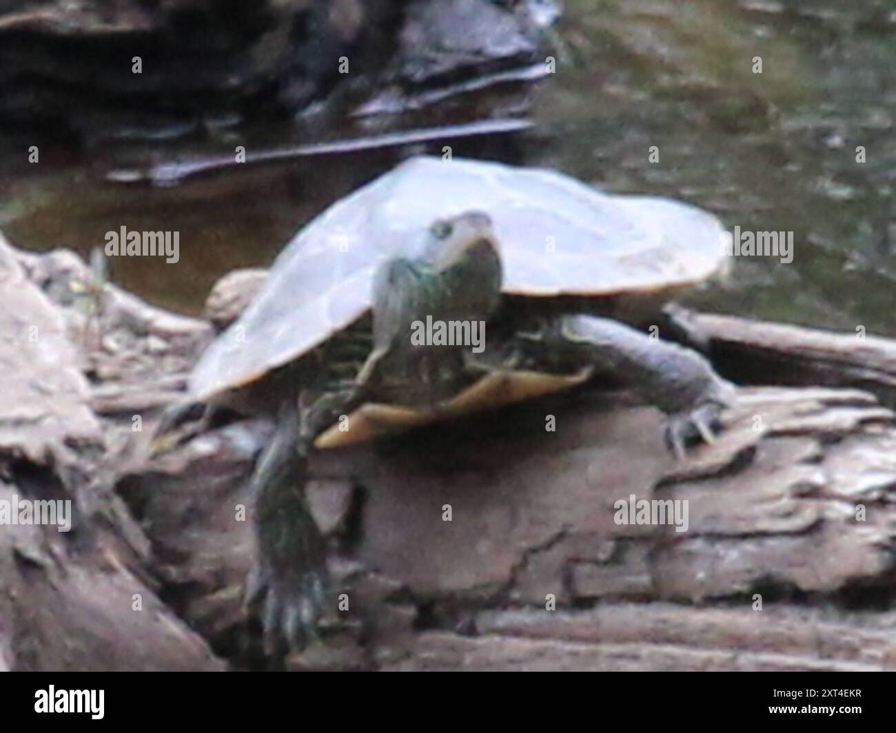 Northern Map Turtle (Graptemys geographica) Reptilia Stock Photo - Alamy