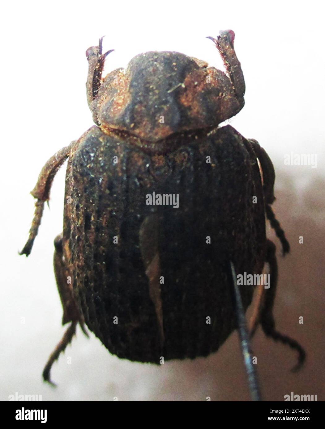 Omorgus hi-res stock photography and images - Alamy