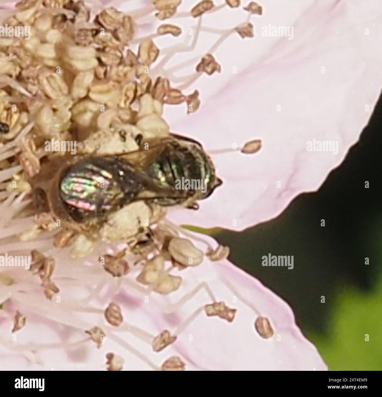 Furrow Bees (Halictus) Insecta Stock Photo - Alamy