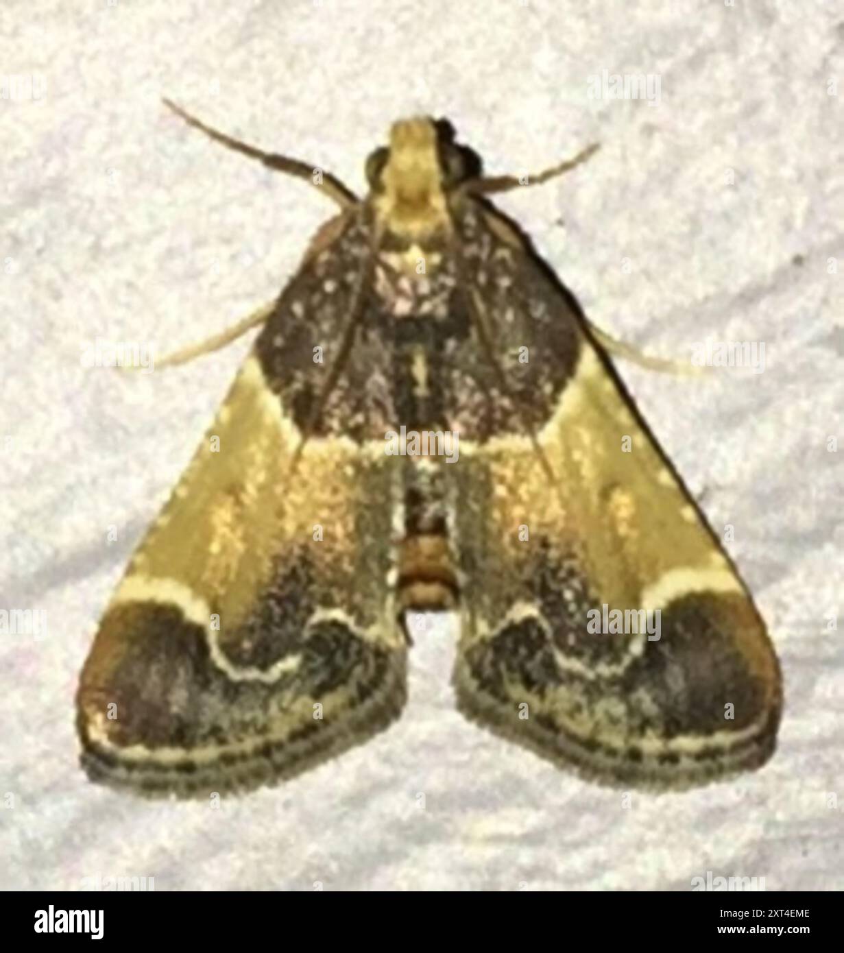 Meal moth (Pyralis farinalis) Insecta Stock Photo - Alamy