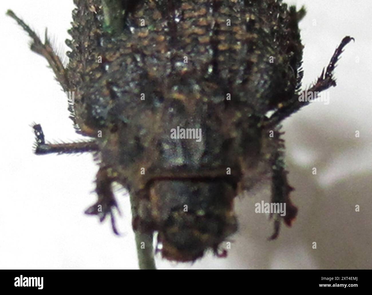 Eastern Highland Keratin Beetle (Phoberus lilianae) Insecta Stock Photo ...