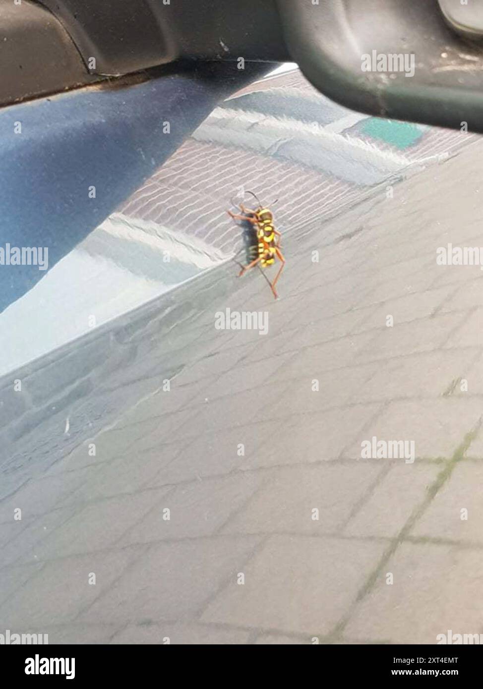 Wasp Beetle (Clytus arietis) Insecta Stock Photo - Alamy